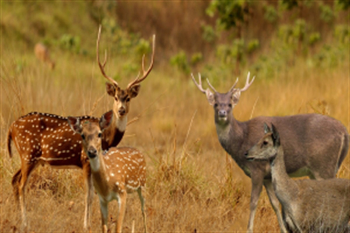 Have you seen these Deer? | Burdekin Shire Council